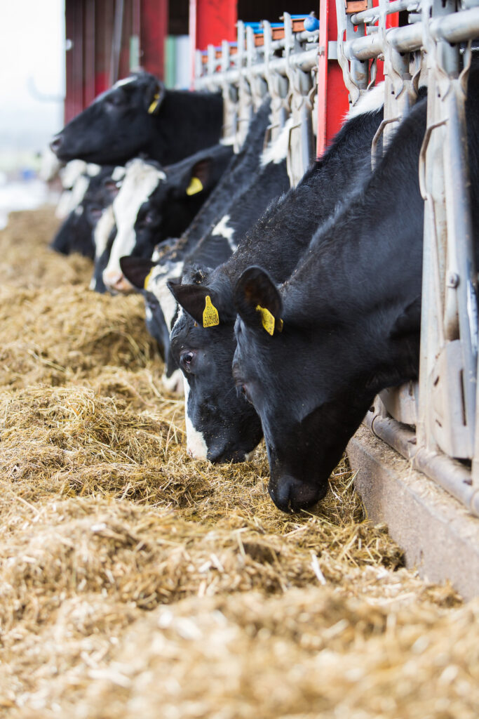 Increasing dairy productivity and boosting sustainability with forage ...